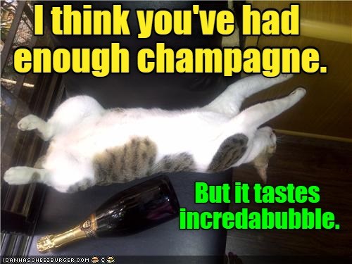 New Year's Eve Party Pooper - Lolcats - lol | cat memes | funny cats ...