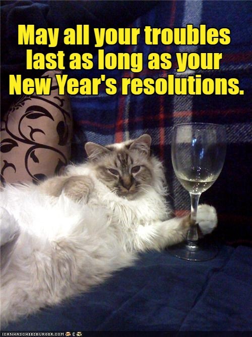 I propose a toast... - Lolcats - lol | cat memes | funny cats | funny ...