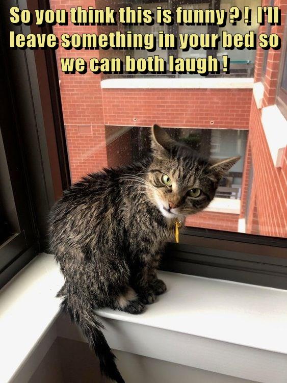 Like ha ha ha! - Lolcats - lol | cat memes | funny cats | funny cat ...