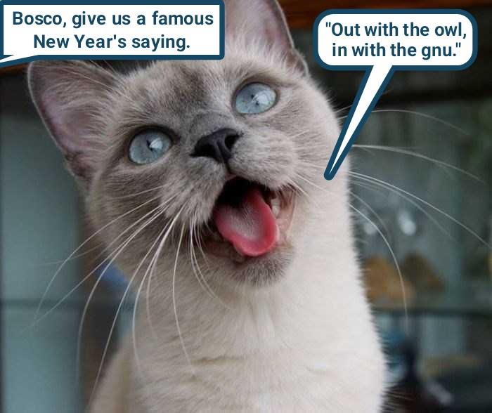 Bosco's zoological new year - Lolcats - lol | cat memes | funny cats ...