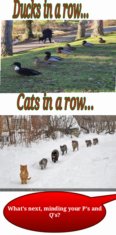 All in a row - Lolcats - lol | cat memes | funny cats | funny cat ...