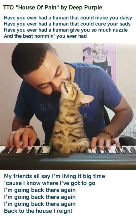 TTO "House Of Pain" by Deep Purple - Lolcats - lol | cat memes | funny ...