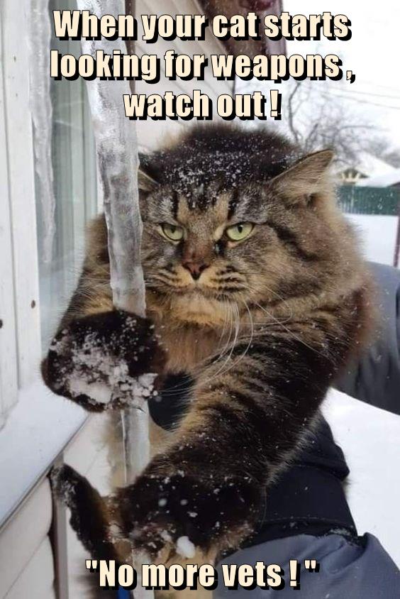 Watch out - Lolcats - lol | cat memes | funny cats | funny cat pictures ...