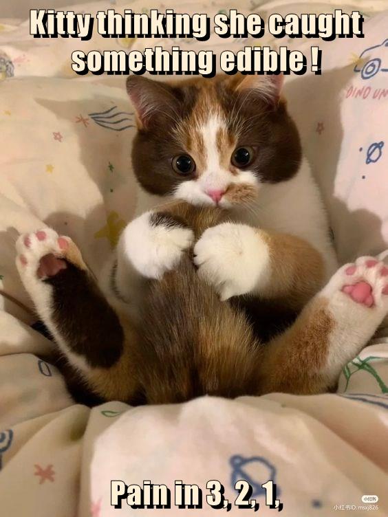 You have to learn lessons the hard way sometimes - Lolcats - lol | cat ...