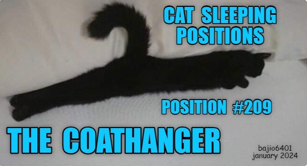 #209 - Lolcats - lol | cat memes | funny cats | funny cat pictures with ...