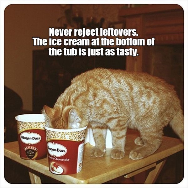 Never reject leftovers - Lolcats - lol | cat memes | funny cats | funny ...