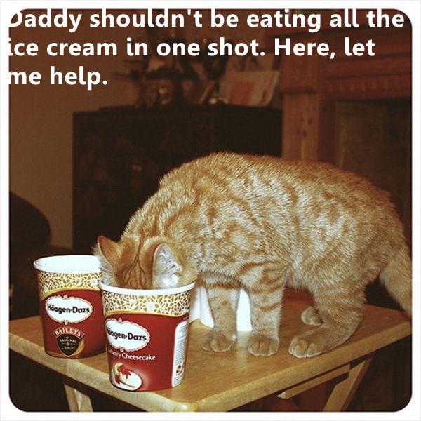 Helping - Lolcats - lol | cat memes | funny cats | funny cat pictures ...
