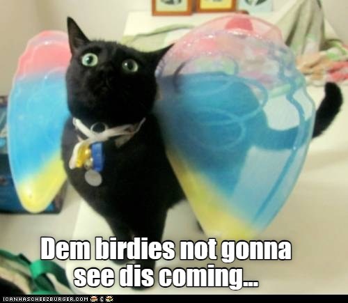 A Fiendish Plan - Lolcats - lol | cat memes | funny cats | funny cat ...