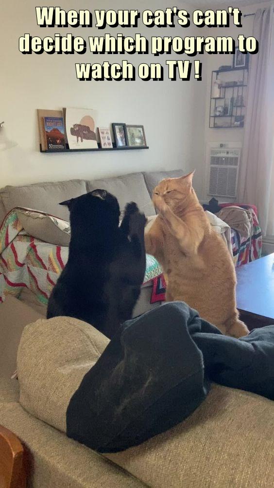 Animal planet! - Lolcats - lol | cat memes | funny cats | funny cat ...