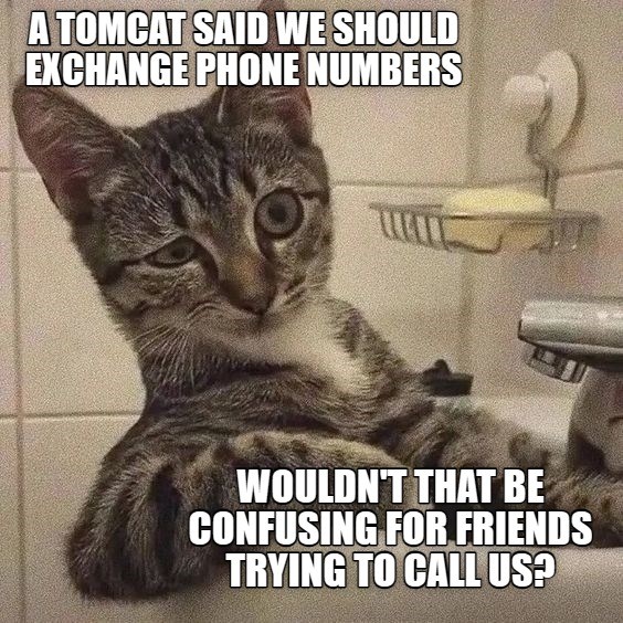 I'll keep the one I have, thank you - Lolcats - lol | cat memes | funny ...