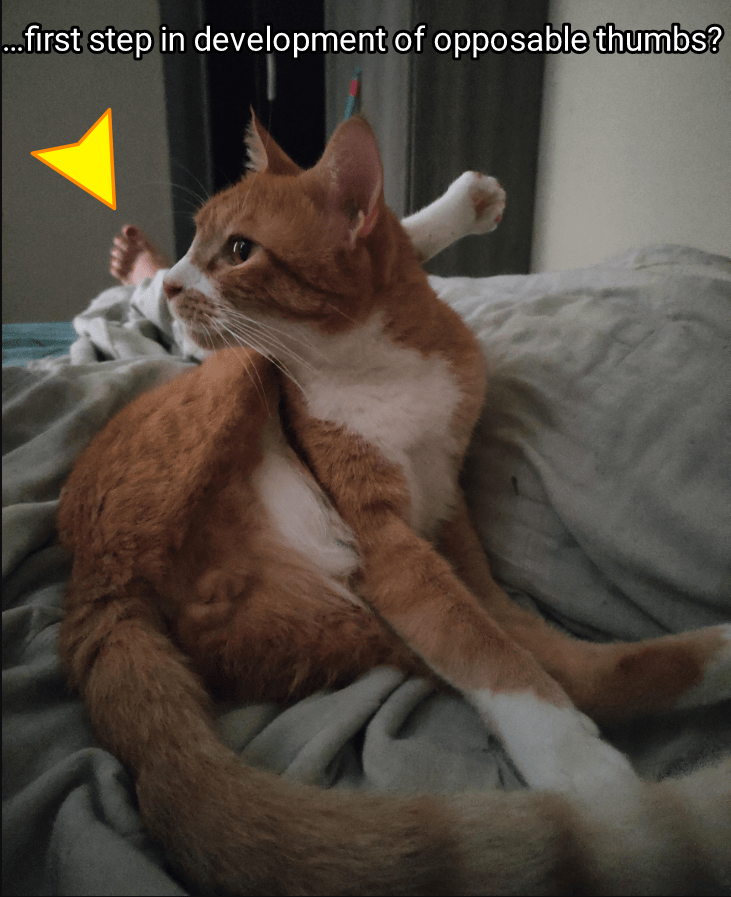 Attention all feline overlords! Yur time is coming!!! - Lolcats - lol ...