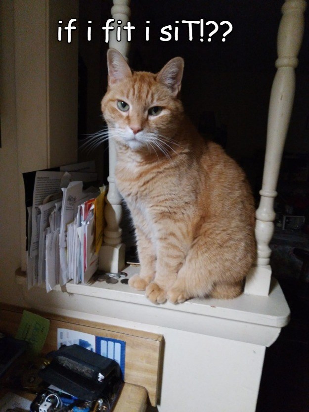 Sits - Lolcats - lol | cat memes | funny cats | funny cat pictures with ...