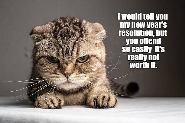 So, no. - Lolcats - lol | cat memes | funny cats | funny cat pictures ...