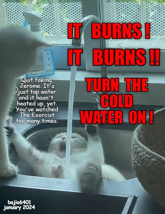 The drama - Lolcats - lol | cat memes | funny cats | funny cat pictures ...