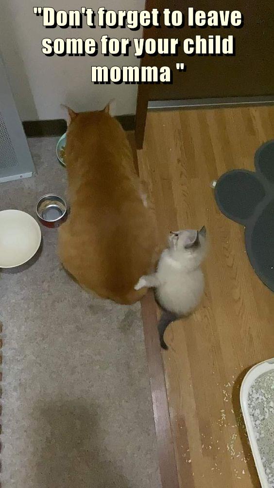 "Don't forget to leave some for your child momma " - Lolcats - lol ...
