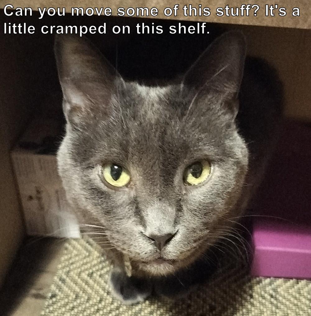 It's in my spot - Lolcats - lol | cat memes | funny cats | funny cat ...