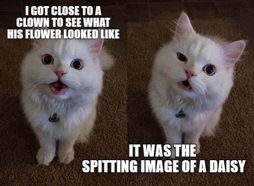 At least it wasn't a water lilly - Lolcats - lol | cat memes | funny ...