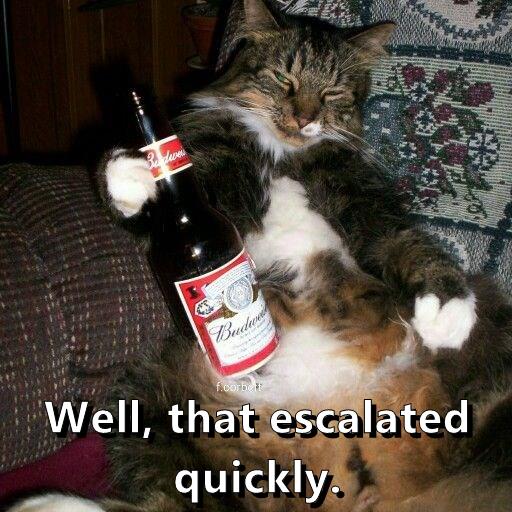 Drink responsibly - Lolcats - lol | cat memes | funny cats | funny cat ...