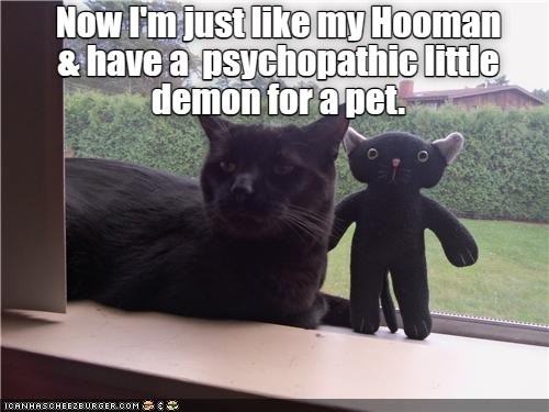 Copycat - Lolcats - lol | cat memes | funny cats | funny cat pictures ...