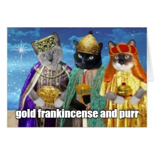 Three wise cats - Lolcats - lol | cat memes | funny cats | funny cat ...