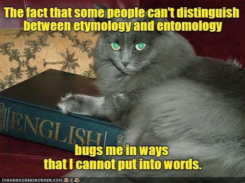 Simply the truth. - Lolcats - lol | cat memes | funny cats | funny cat ...