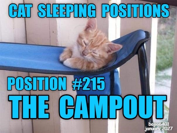 Cat sleeping positions #215 - Lolcats - lol | cat memes | funny cats ...