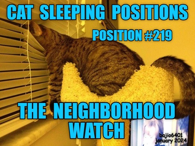 Cat sleeping positions #219 - Lolcats - lol | cat memes | funny cats ...