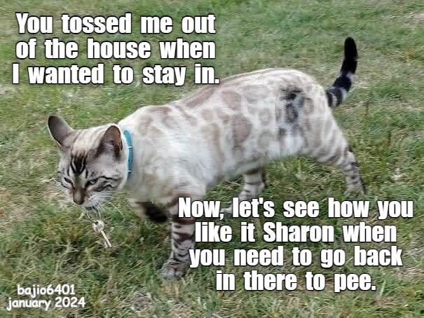 No keys for you - Lolcats - lol | cat memes | funny cats | funny cat ...