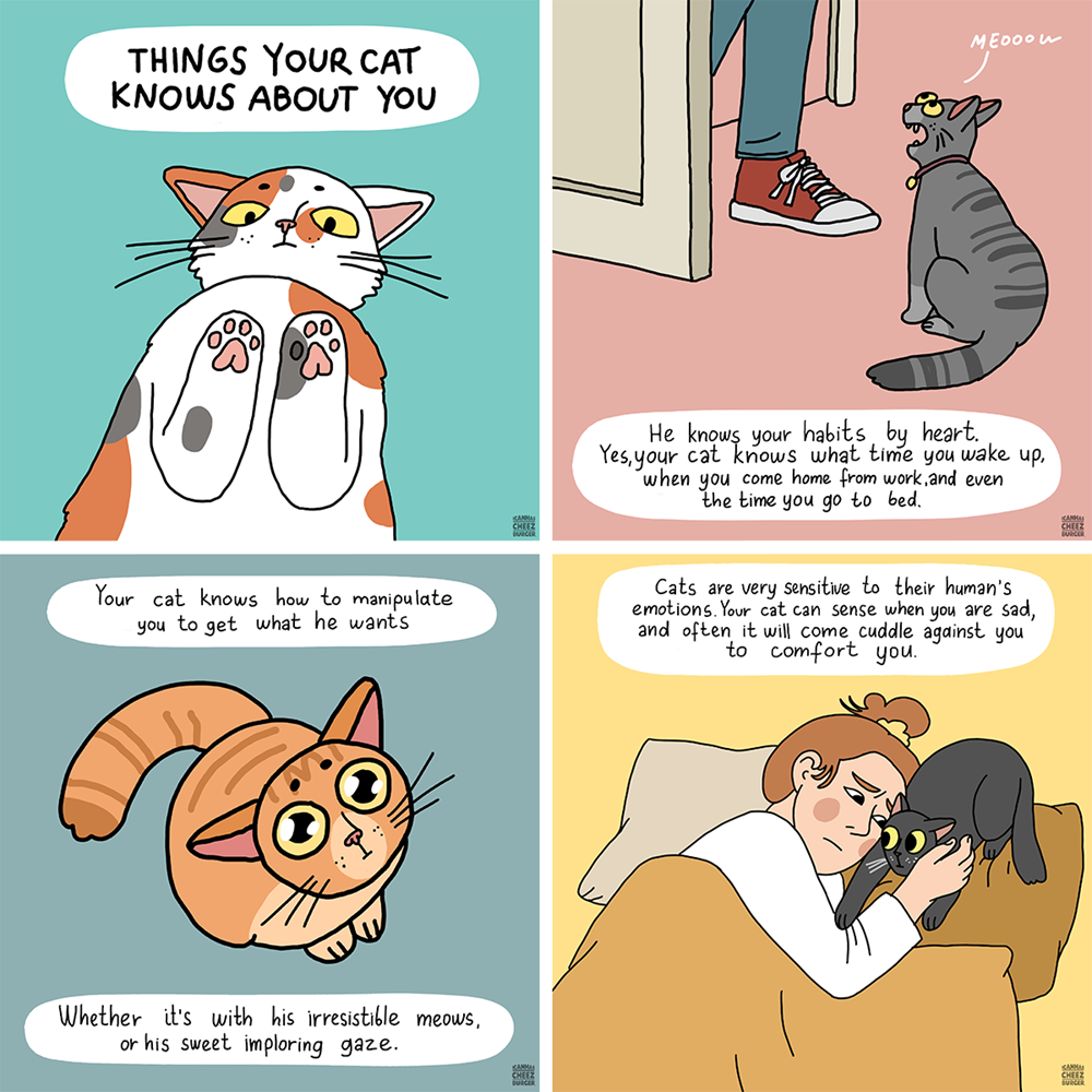 Things Your Cat Knows About You - I Can Has Cheezburger?
