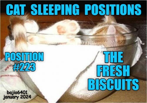 CAT SLEEPING POSITIONS #223 - Lolcats - lol | cat memes | funny cats ...