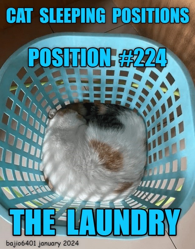 CAT SLEEPING POSITIONS #224 - Lolcats - lol | cat memes | funny cats ...