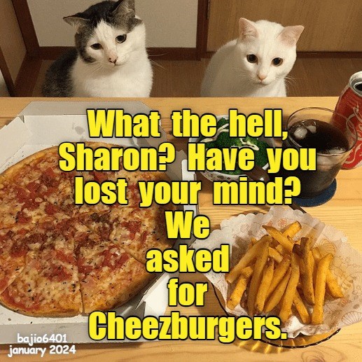 They can has cheezburgers - Lolcats - lol | cat memes | funny cats ...
