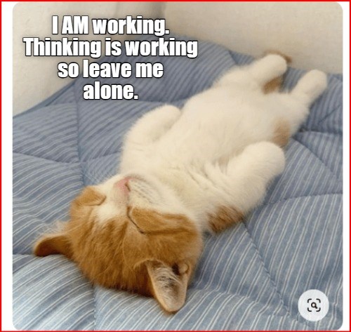 work hard - Lolcats - lol | cat memes | funny cats | funny cat pictures ...