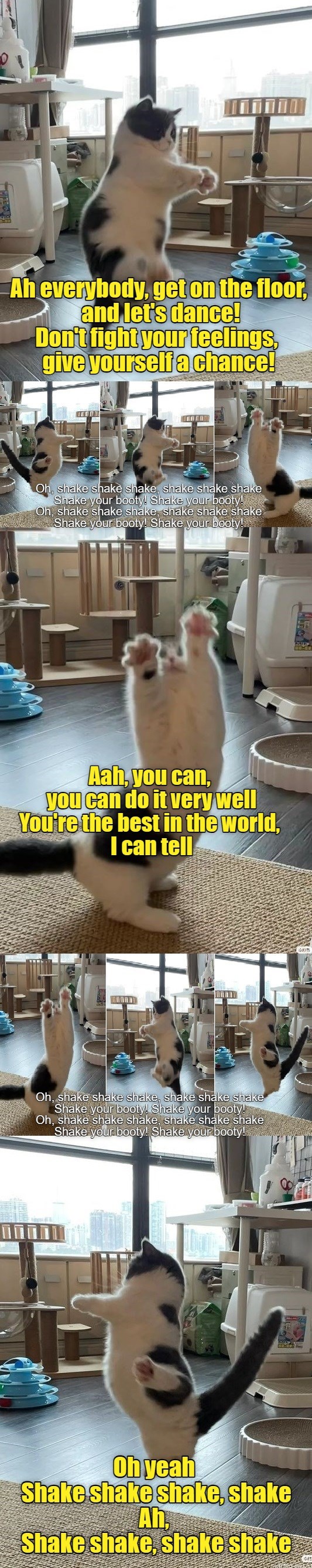 Shake shake shake! - Lolcats - lol | cat memes | funny cats | funny cat ...