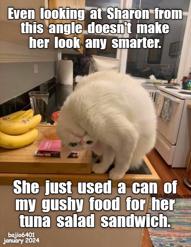 Oh, Sharon - Lolcats - lol | cat memes | funny cats | funny cat ...