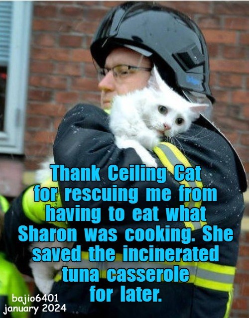 Thank ceiling cat - Lolcats - lol | cat memes | funny cats | funny cat ...