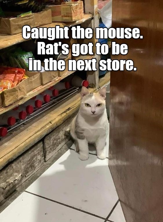 Hunter on the prowl - Lolcats - lol | cat memes | funny cats | funny ...