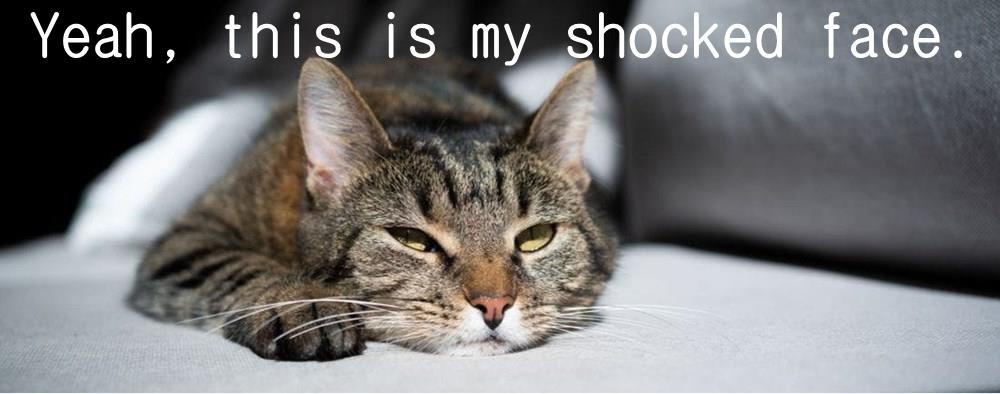 So shocked - Lolcats - lol | cat memes | funny cats | funny cat ...