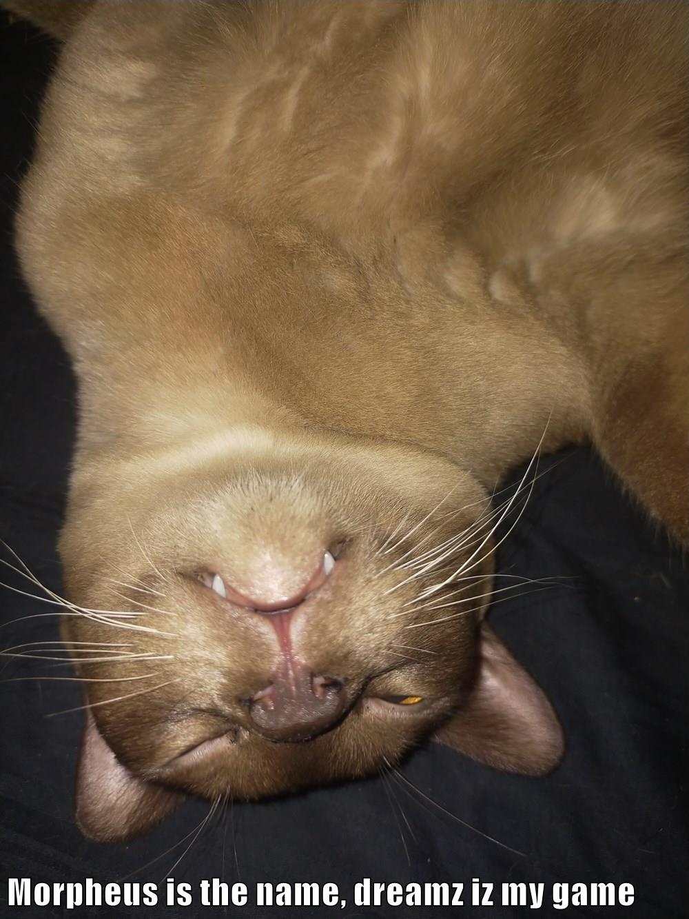 Dreaming - Lolcats - lol | cat memes | funny cats | funny cat pictures ...