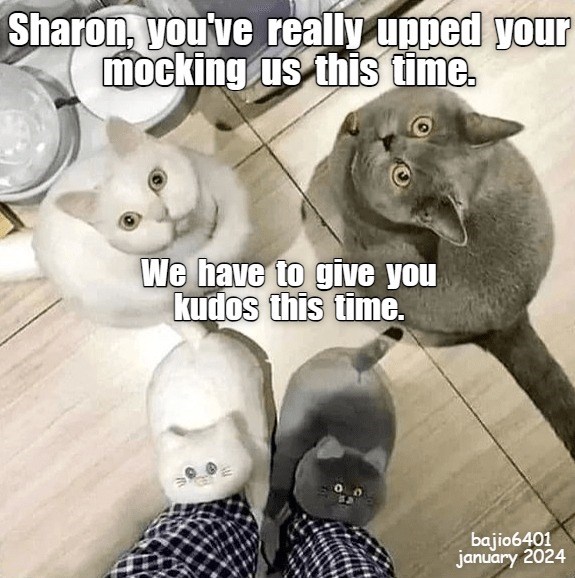 Copycats - Lolcats - lol | cat memes | funny cats | funny cat pictures with words on them ...