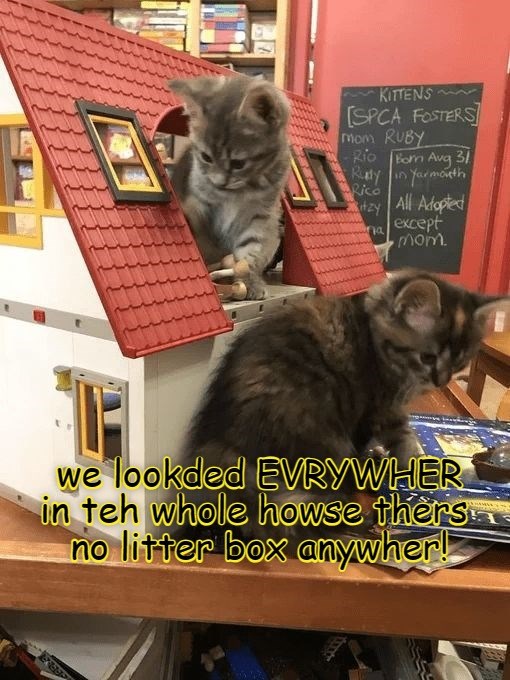 Uh oh... - Lolcats - lol | cat memes | funny cats | funny cat pictures ...