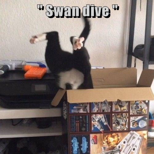 Swan dive - Lolcats - lol | cat memes | funny cats | funny cat pictures ...