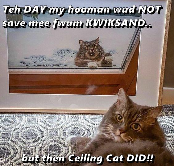 Ceiling Cat always comes through - Lolcats - lol | cat memes | funny ...
