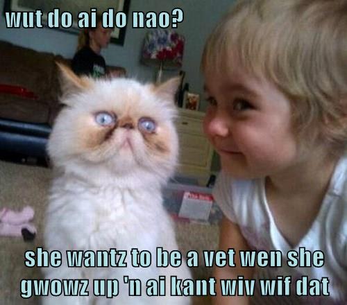 What do I do meow? - Lolcats - lol | cat memes | funny cats | funny cat ...