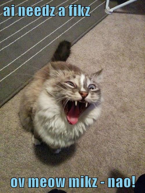 Meow mix right meow - Lolcats - lol | cat memes | funny cats | funny ...