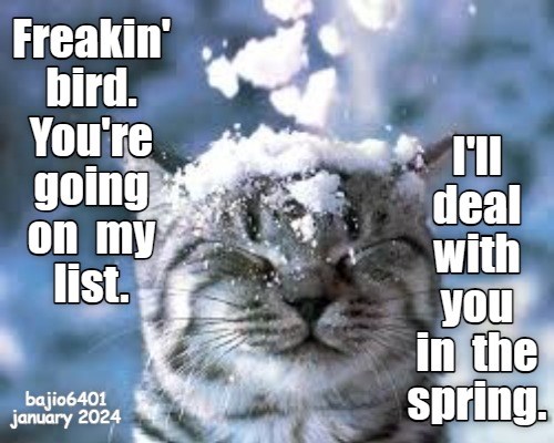 Too cold for revenge - Lolcats - lol | cat memes | funny cats | funny ...