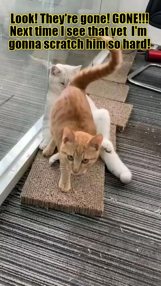 Next time... - Lolcats - lol | cat memes | funny cats | funny cat ...