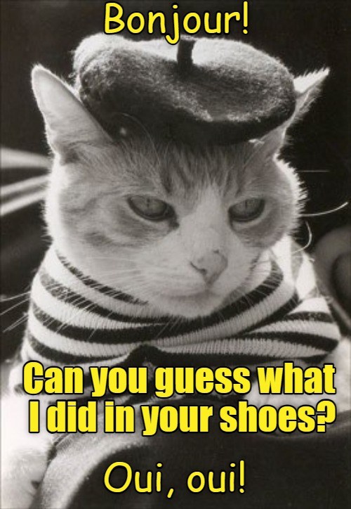 Oui, oui - Lolcats - lol | cat memes | funny cats | funny cat pictures ...