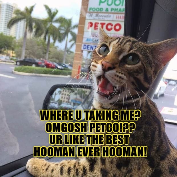 Petco - Lolcats - lol | cat memes | funny cats | funny cat pictures ...