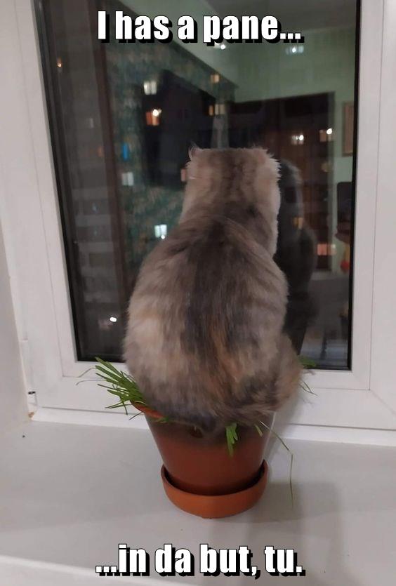 I has a pane... - Lolcats - lol | cat memes | funny cats | funny cat ...